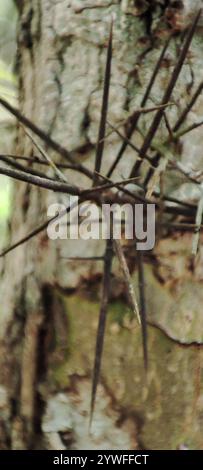 Jamaican caper (Quadrella cynophallophora Stock Photo - Alamy