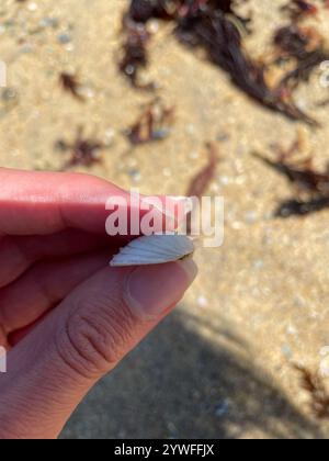 Pacific Littleneck Clam (Leukoma staminea Stock Photo - Alamy
