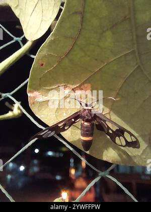 Handmaiden moth (Syntomoides imaon Stock Photo - Alamy