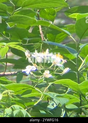 needlewood tree (Schima wallichii Stock Photo - Alamy