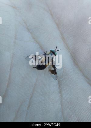 Bothersome Deer Fly (Chrysops excitans Stock Photo - Alamy
