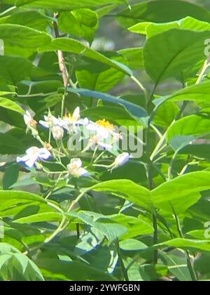 needlewood tree (Schima wallichii Stock Photo - Alamy