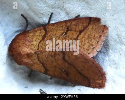Double Line (Mythimna turca Stock Photo - Alamy