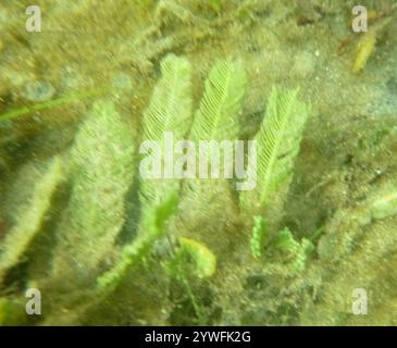 Green Feather Alga Caulerpa sertularioides in South Florida estuary ...