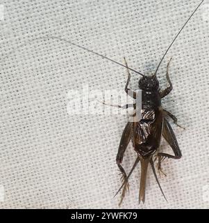 Small Ground Crickets (Neonemobius Stock Photo - Alamy