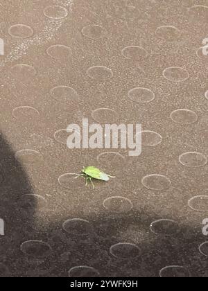 Juniper stink bug, Banasa euchlora, on a on a white background, ventral ...