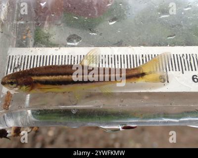 Northern Redbelly Dace (Chrosomus eos Stock Photo - Alamy