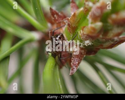 Giant Conifer Aphids (Cinara Stock Photo - Alamy