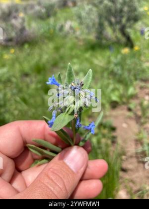 Shortstyle Bluebells (Mertensia brevistyla Stock Photo - Alamy