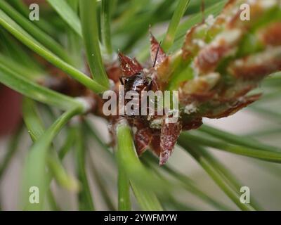 Giant Conifer Aphids (Cinara Stock Photo - Alamy