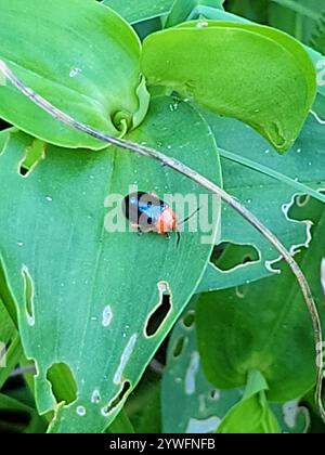 Shiny Flea Beetle (Asphaera lustrans) Austin, Brackenridge Field ...