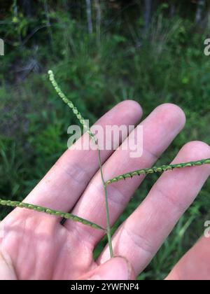 Field Paspalum (Paspalum laeve Stock Photo - Alamy