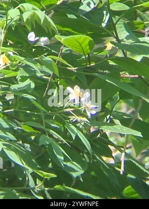 needlewood tree (Schima wallichii Stock Photo - Alamy