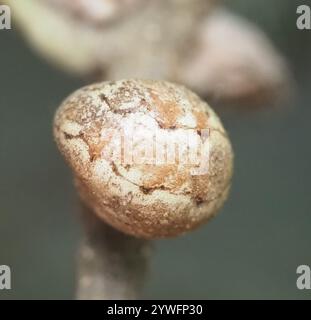 live oak kermes (Allokermes cueroensis Stock Photo - Alamy