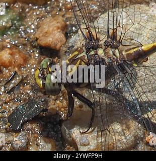 Common Sanddragon (Progomphus obscurus Stock Photo - Alamy