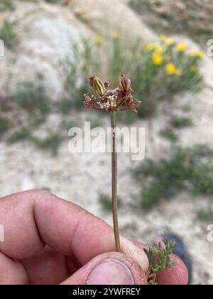 northern Indian parsnip (Cymopterus terebinthinus Stock Photo - Alamy
