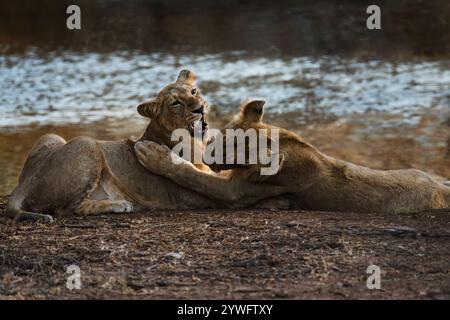 Asiatic lion in Sasan Gir, Gujarat, India Stock Photo - Alamy