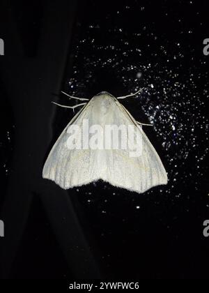 White Slant-line (Tetracis cachexiata Stock Photo - Alamy