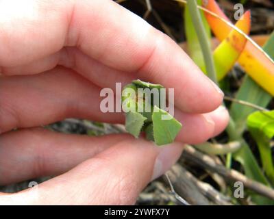 Bulbous Babooncabbage (Othonna bulbosa Stock Photo - Alamy
