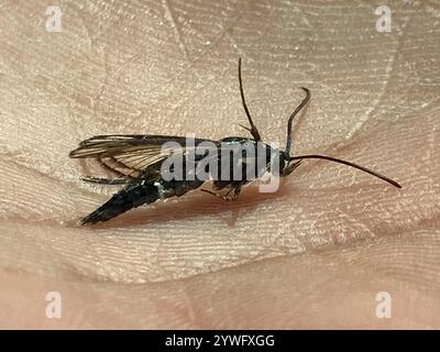 Lesser Peachtree Borer Moth (Synanthedon pictipes Stock Photo - Alamy
