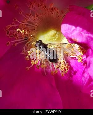 Four-spotted Pipiza (Pipiza quadrimaculata Stock Photo - Alamy