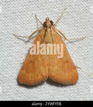 Garden Webworm Moth (Achyra rantalis Stock Photo - Alamy