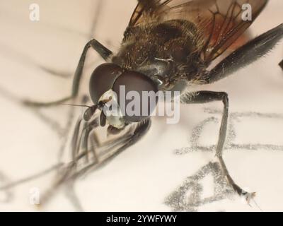 red-belted hoverfly (Brachypalpoides lentus Stock Photo - Alamy