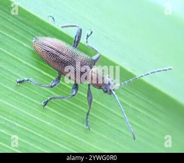 Grooved Leaf Beetle (Donacia semicuprea Stock Photo - Alamy