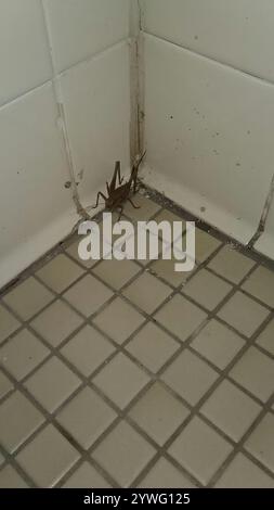 Eastern Shieldbacks (Atlanticus Stock Photo - Alamy