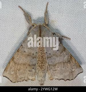 Angel Moth (Olceclostera angelica Stock Photo - Alamy