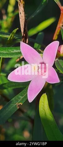 (Crowea exalata magnifolia Stock Photo - Alamy