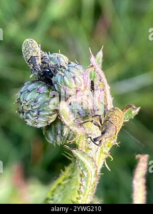 Canada Thistle Bud Weevil (Larinus carlinae Stock Photo - Alamy