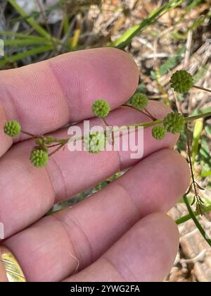 littleleaf sensitive-briar (Mimosa microphylla) Plantae Stock Photo - Alamy