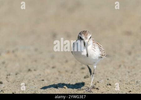 western sandpiper, Calidris mauri, single juvenile feeding on muddy ...