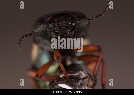 green click beetle (Selatosomus aeneus), Insecta, Новосибирск ...