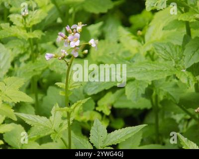 Large-leaved Bittercress (Cardamine macrophylla Stock Photo - Alamy