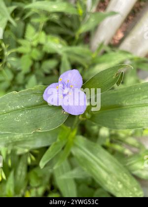 Zigzag Spiderwort (Tradescantia subaspera Stock Photo - Alamy