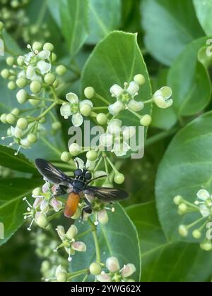 Swift Feather-Legged Fly - Trichopoda pennipes Stock Photo - Alamy