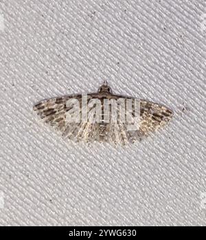 Montana Six-plume Moth (Alucita montana Stock Photo - Alamy
