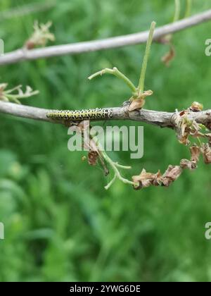 Currant Spanworm Moth (Macaria ribearia Stock Photo - Alamy