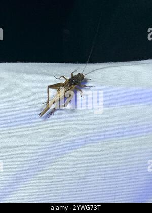 Trigs, Sword-tailed Crickets, and Ground Crickets (Trigonidiidae Stock ...