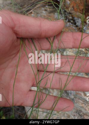 narrow-leaved wirelettuce (Stephanomeria tenuifolia Stock Photo - Alamy