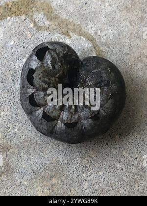 Velvet Armyworm Moth (Spodoptera latifascia Stock Photo - Alamy