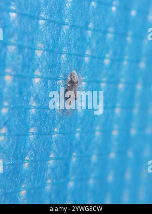 Eastern Sycamore Lace Bug (Corythucha ciliata Stock Photo - Alamy