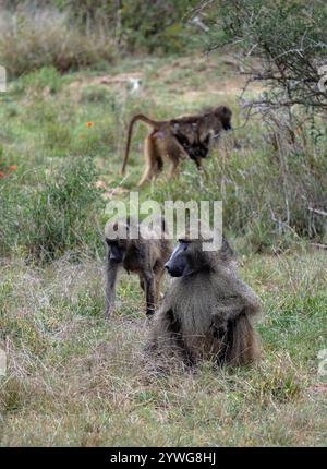 Three monkeys are walking in Kruger National Park, South Africa. Monkey ...