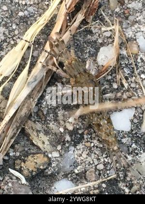 Leaf Litter Bristle-tails (Machilis) Insecta Stock Photo - Alamy