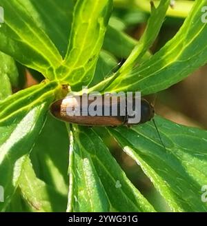 margined click beetle (Dalopius marginatus Stock Photo - Alamy