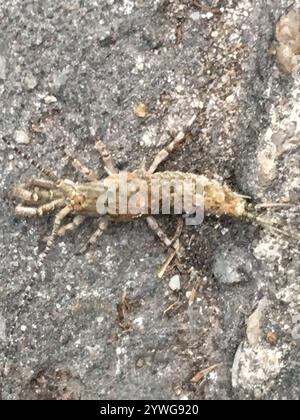Leaf Litter Bristle-tails (Machilis) Insecta Stock Photo - Alamy