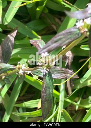 Woodland false buttonweed (Spermacoce remota), Plantae, Darien, PA ...