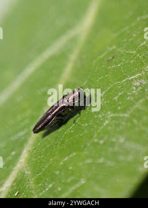 Rose Stem Girdler (Agrilus cuprescens), Insecta, Park Point, Duluth, MN ...
